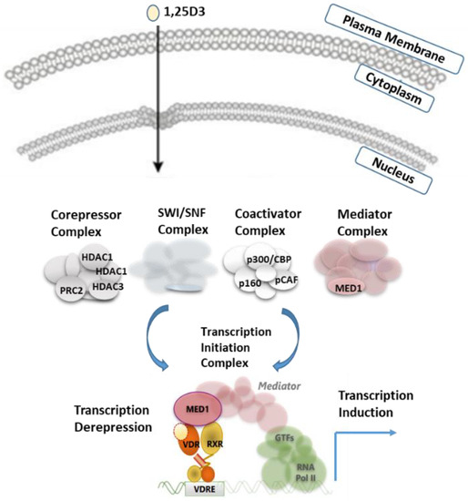Vitamin D and Its Receptor from a Structural Perspective