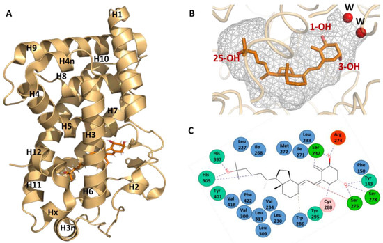Vitamin D and Its Receptor from a Structural Perspective