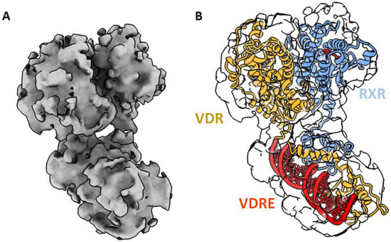 Vitamin D and Its Receptor from a Structural Perspective