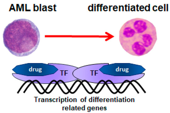 Vitamin D Derivatives in Acute Myeloid Leukemia: The Matter of ...