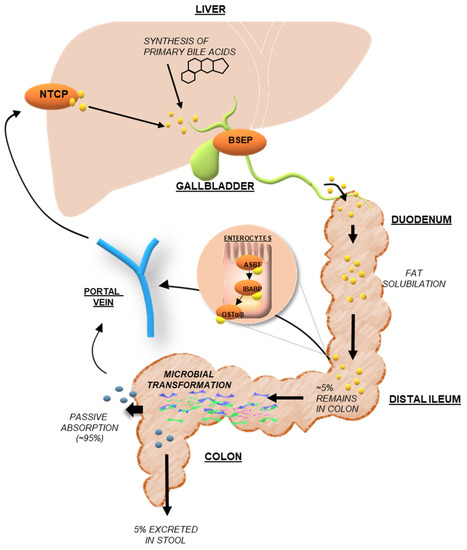 New Insights into Bile Acids Related Signaling Pathways in the Onset of ...
