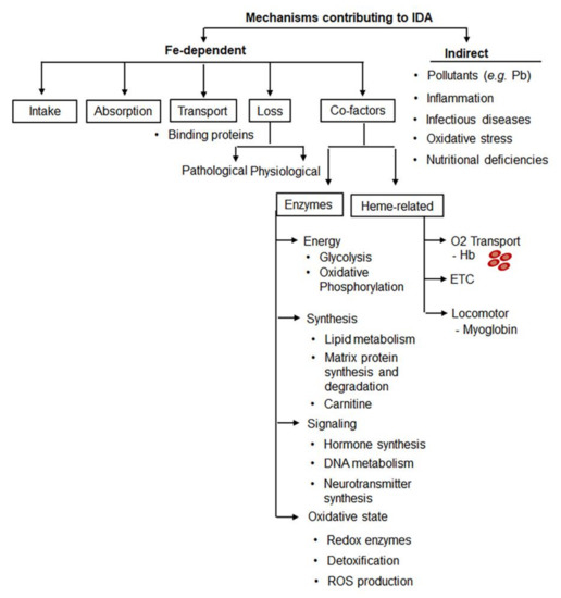 Iron Deficiency Anemia: Efficacy and Limitations of Nutritional and ...