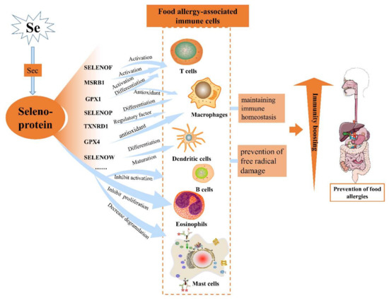Advances in the Study of the Mechanism by Which Selenium and ...