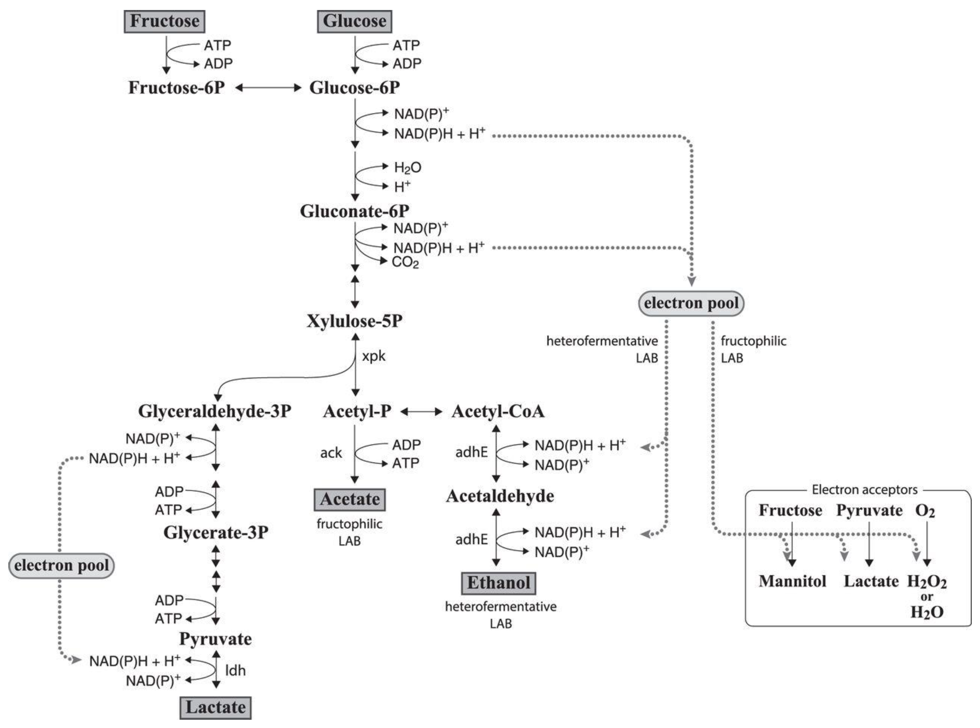 Nutrients Free Full Text Probiotication Of Nutritious Fruit And