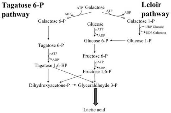 Probiotication of Nutritious Fruit and Vegetable Juices: An Alternative ...