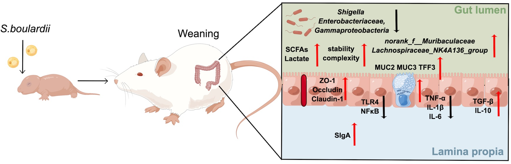 Nutrients | Free Full-Text | S. boulardii Early Intervention Maintains ...