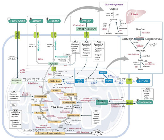 The Evolution of Ketosis: Potential Impact on Clinical Conditions