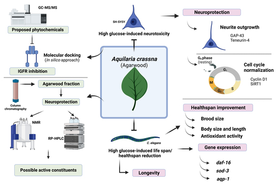 Nutrients | Free Full-Text | Aquilaria crassna Leaf Extract Ameliorates ...