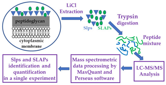 Surface Layer Protein Pattern of Levilactobacillus brevis Strains ...