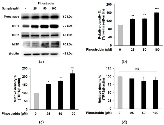 Discovery of Pinostrobin as a Melanogenic Agent in cAMP/PKA and p38 ...