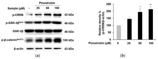 Discovery of Pinostrobin as a Melanogenic Agent in cAMP/PKA and p38 ...