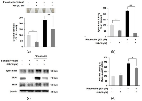 Discovery of Pinostrobin as a Melanogenic Agent in cAMP/PKA and p38 ...