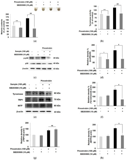 Discovery of Pinostrobin as a Melanogenic Agent in cAMP/PKA and p38 ...