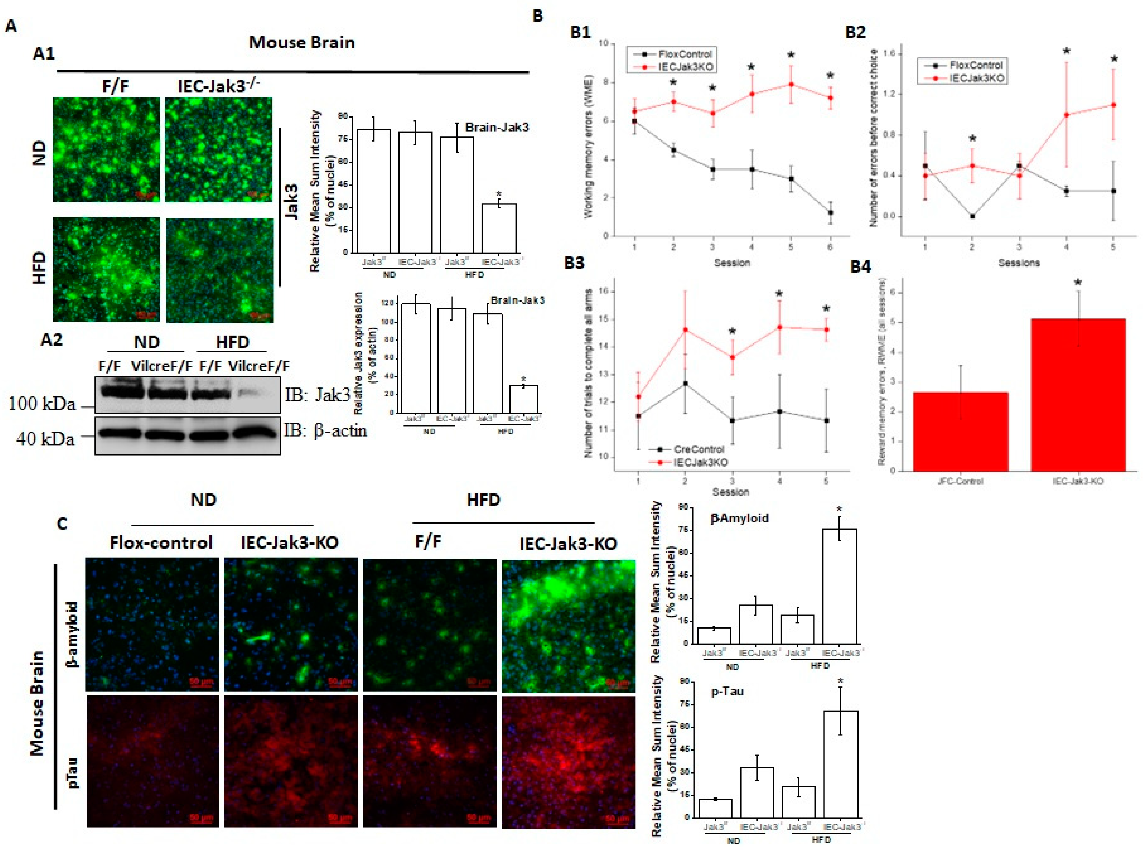 Mechanistic Role of Jak3 in Obesity-Associated Cognitive Impairments