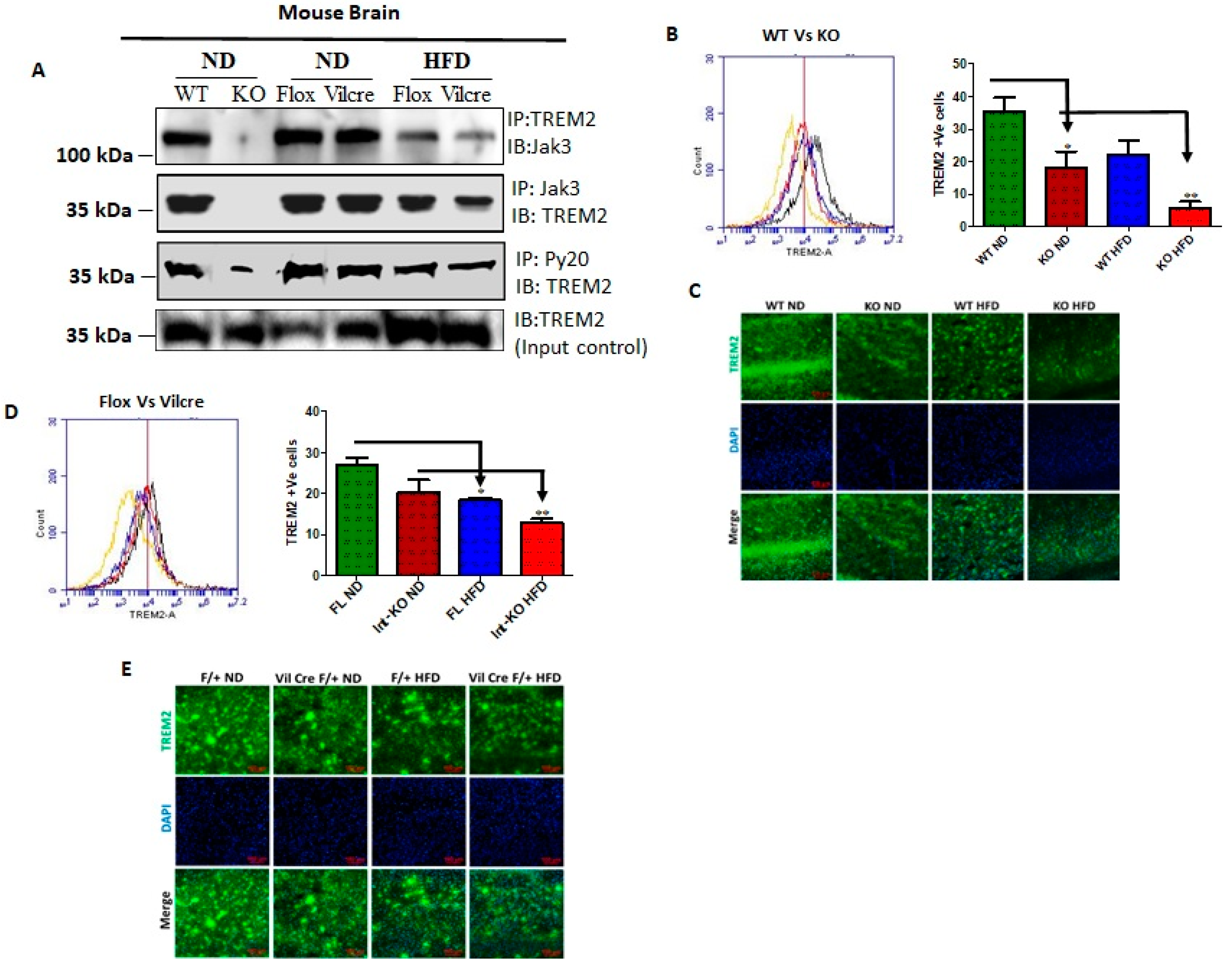 Nutrients | Free Full-Text | Mechanistic Role of Jak3 in Obesity ...