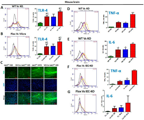 Mechanistic Role of Jak3 in Obesity-Associated Cognitive Impairments