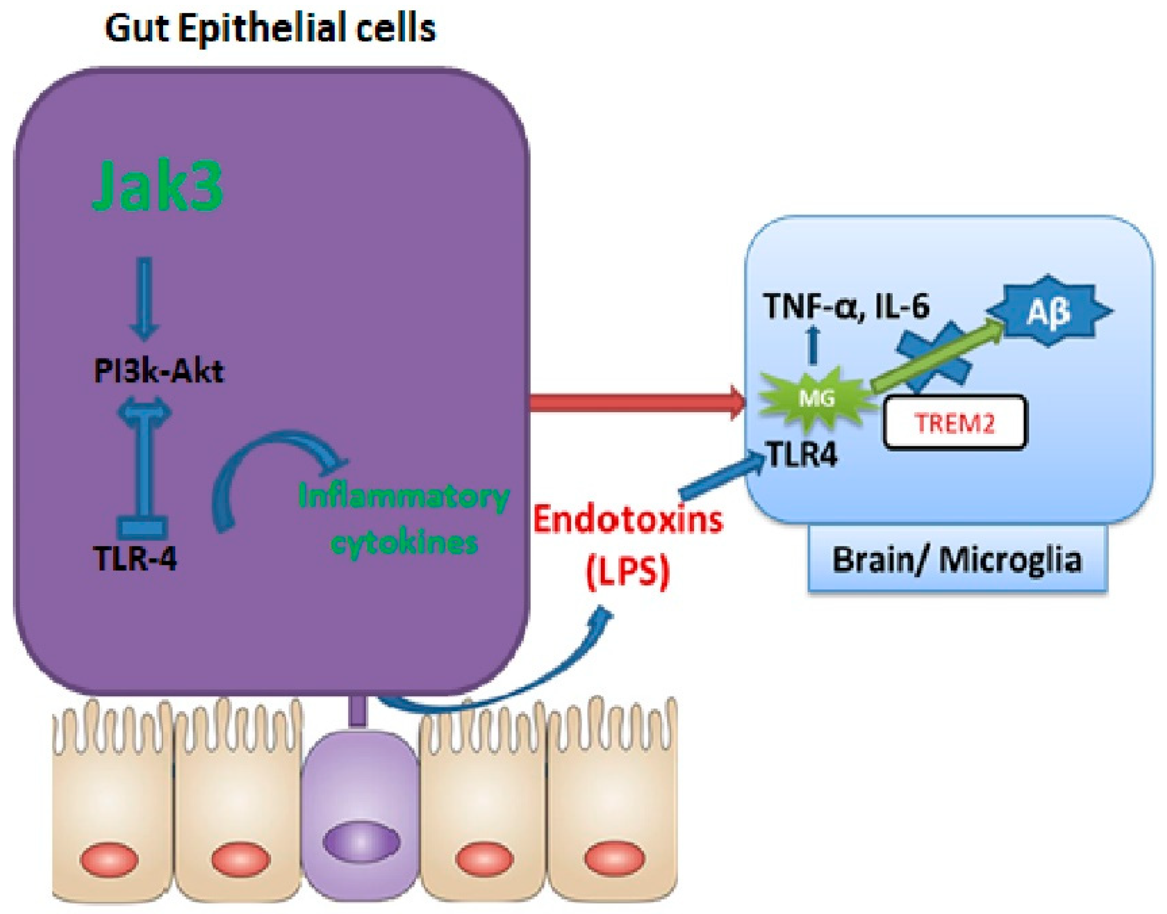 Nutrients | Free Full-Text | Mechanistic Role of Jak3 in Obesity ...