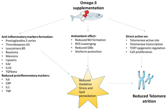 Nutrients | Free Full-Text | Effect of Omega-3 Fatty Acids on Telomeres—Are They the Elixir of ...