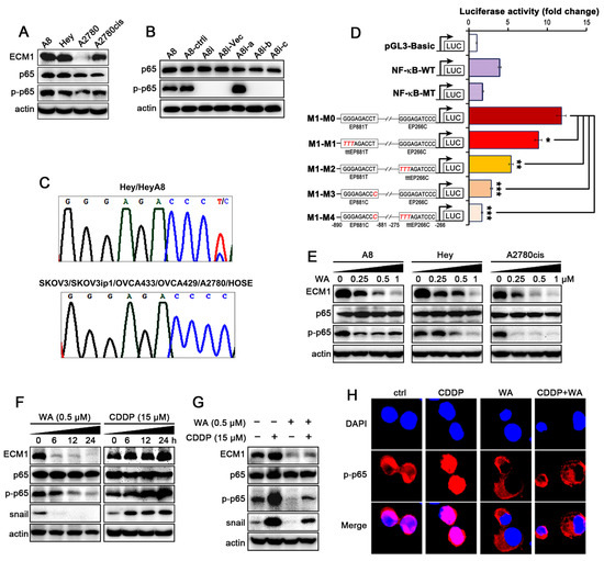 Wentilactone A Reverses the NF-κB/ECM1 Signaling-Induced Cisplatin ...