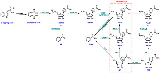 Nutrients | Free Full-Text | Emerging Role of Nicotinamide Riboside in ...