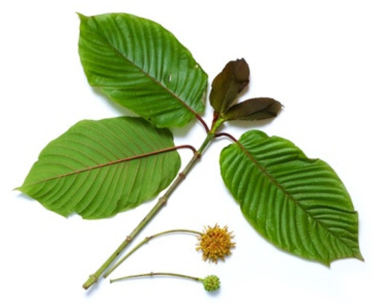 Inhibition of α-Glucosidase and Pancreatic Lipase Properties of ...