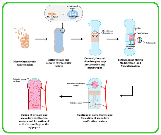 Lipid Metabolism in Cartilage Development, Degeneration, and Regeneration