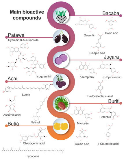 Nutritional Composition and Bioactive Compounds of Native Brazilian ...