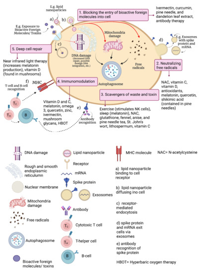 Immunoceuticals: Harnessing Their Immunomodulatory Potential to Promote ...