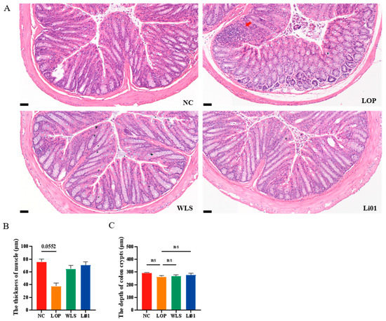 Prevention of Loperamide-Induced Constipation in Mice and Alteration of ...