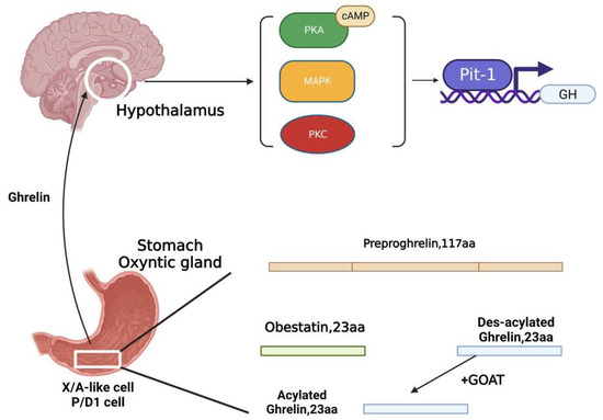 Molecular Mechanisms and Health Benefits of Ghrelin: A Narrative Review