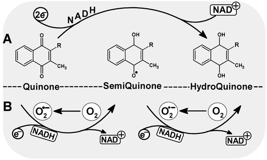 Vitamin K Contribution to DNA Damage—Advantage or Disadvantage? A Human ...