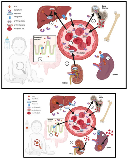 Benefits and Risks of Early Life Iron Supplementation