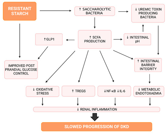 Resistant Starch as a Dietary Intervention to Limit the Progression of ...