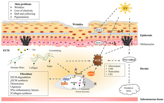 Research Advances on the Damage Mechanism of Skin Glycation and Related ...