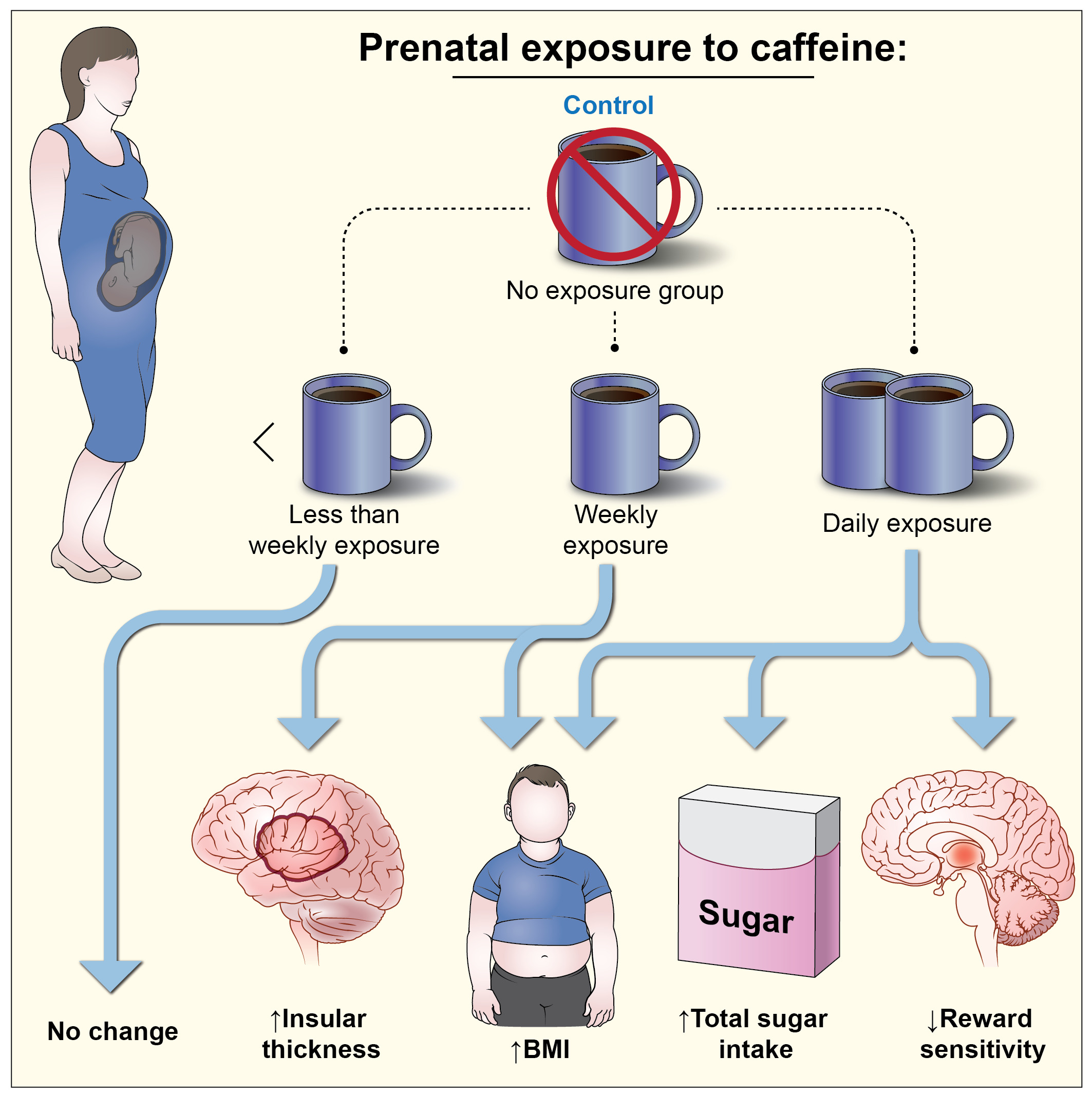 Nutrients | Free Full-Text | Prenatal Caffeine Exposure Is Linked to ...