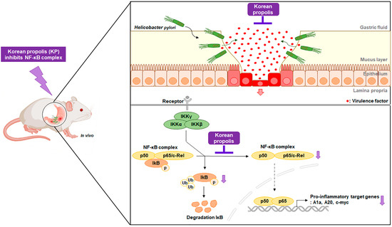 Anti-Inflammatory Effect of Korean Propolis on Helicobacter pylori ...