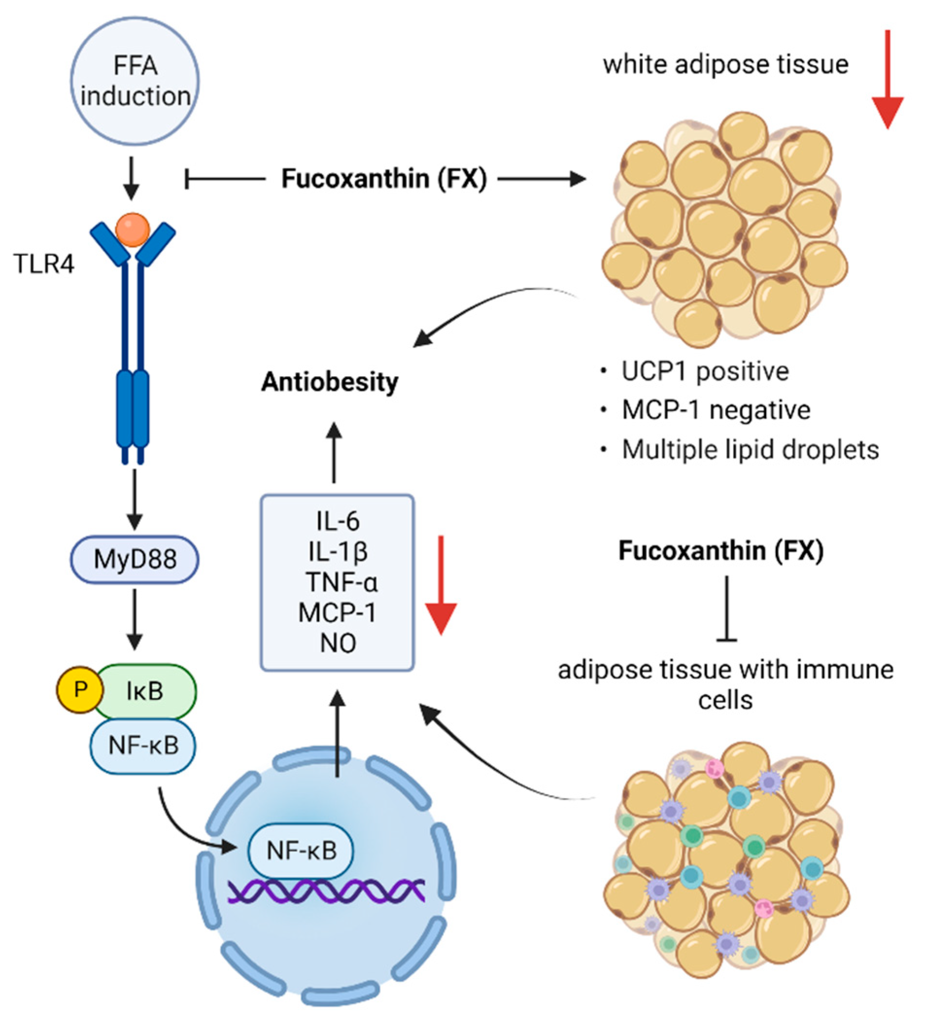 Advances in Fucoxanthin Research for the Prevention and Treatment of ...