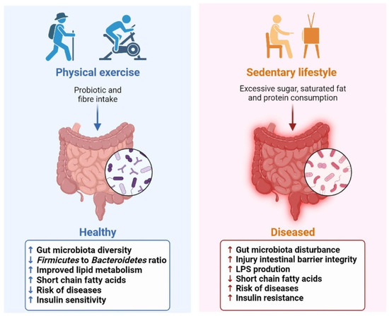 Combined Physical Exercise and Diet: Regulation of Gut Microbiota to ...