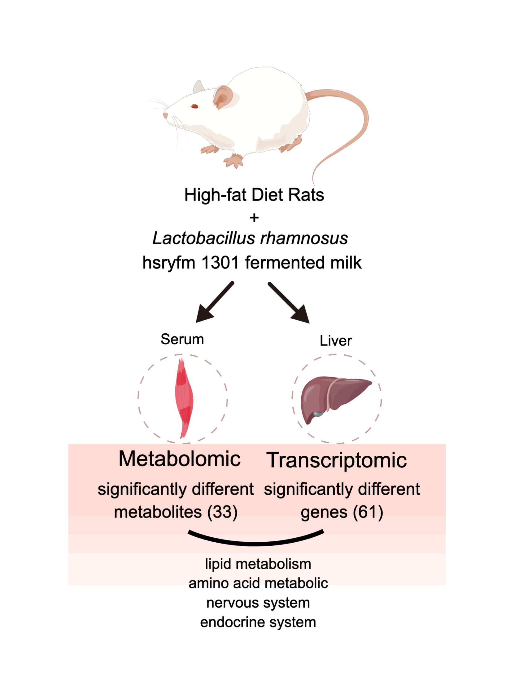Nutrients | Free Full-Text | Effect of Lactobacillus rhamnosus hsryfm ...