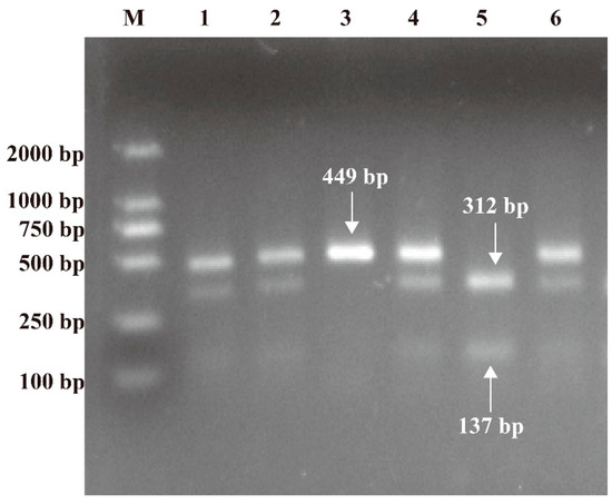 NAPRT, but Not NAMPT, Provides Additional Support for NAD Synthesis in ...