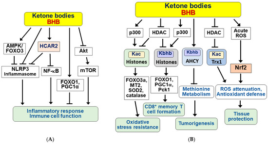 Molecular Mechanisms for Ketone Body Metabolism, Signaling Functions ...
