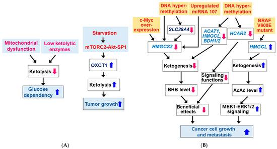 Molecular Mechanisms for Ketone Body Metabolism, Signaling Functions ...