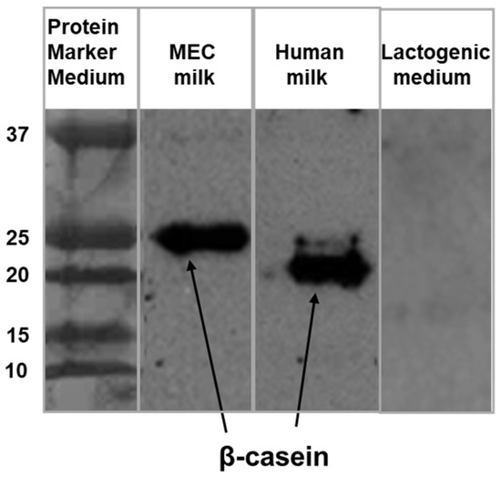 Modulation of Milk and Lipid Synthesis and Secretion in a3-Dimensional ...
