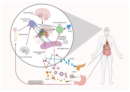 Sleep Deprivation and Central Appetite Regulation