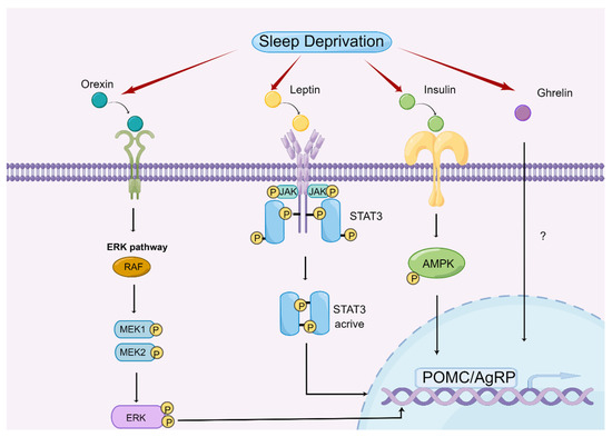 Sleep Deprivation and Central Appetite Regulation