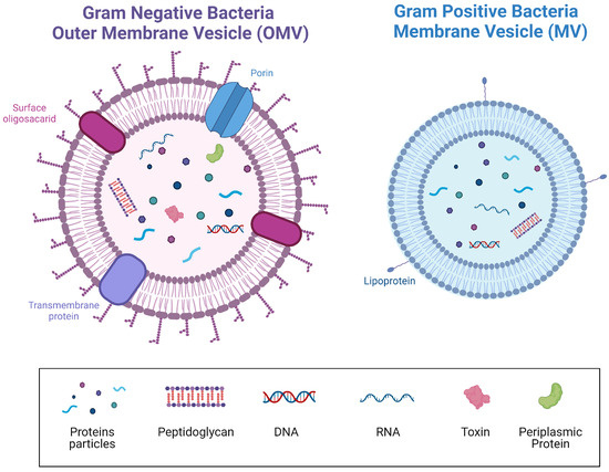 Novel Horizons in Postbiotics: Lactobacillaceae Extracellular Vesicles ...