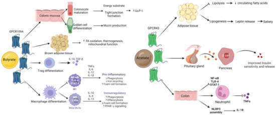 Short Chain Fatty Acid Metabolism in Relation to Gut Microbiota and ...