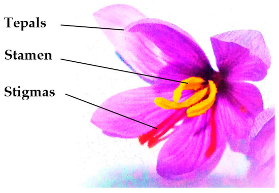 Saffron against Neuro-Cognitive Disorders: An Overview of Its Main ...