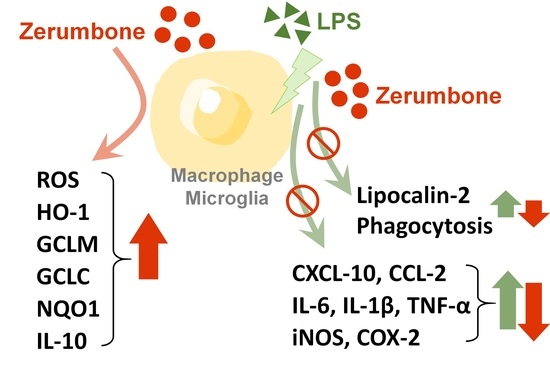 Nutrients | Free Full-Text | Role of Zerumbone, a Phytochemical ...