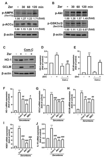 Role of Zerumbone, a Phytochemical Sesquiterpenoid from Zingiber ...